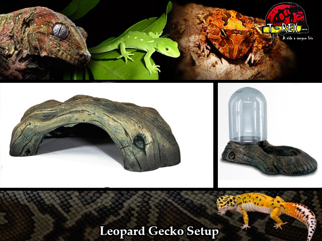 Repti Cave - Toca repteis - Exoterra - Terrário - Gecko - Pogona