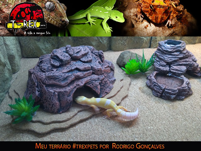 Toca média repteis - Terrário - Exoterra - Gecko - Pogona - Corn snake