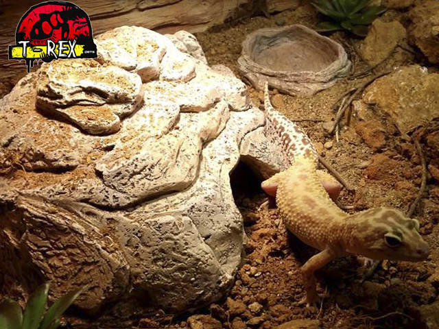 Toca média repteis - Terrário - Exoterra - Gecko - Pogona - Corn snake